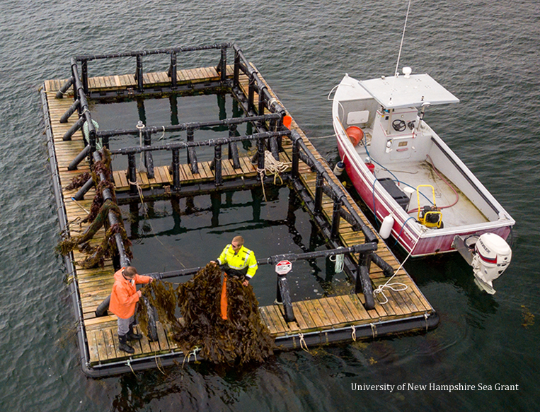 Integrated Multi-Trophic Aquaculture (IMTA) | Gulf States Marine ...